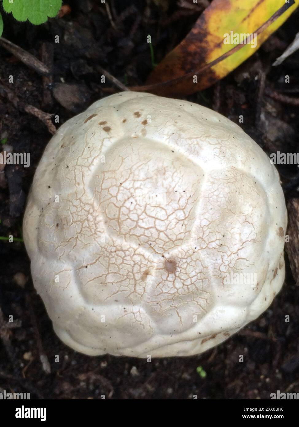 red-cage fungus (Clathrus ruber) Fungi Stock Photo - Alamy