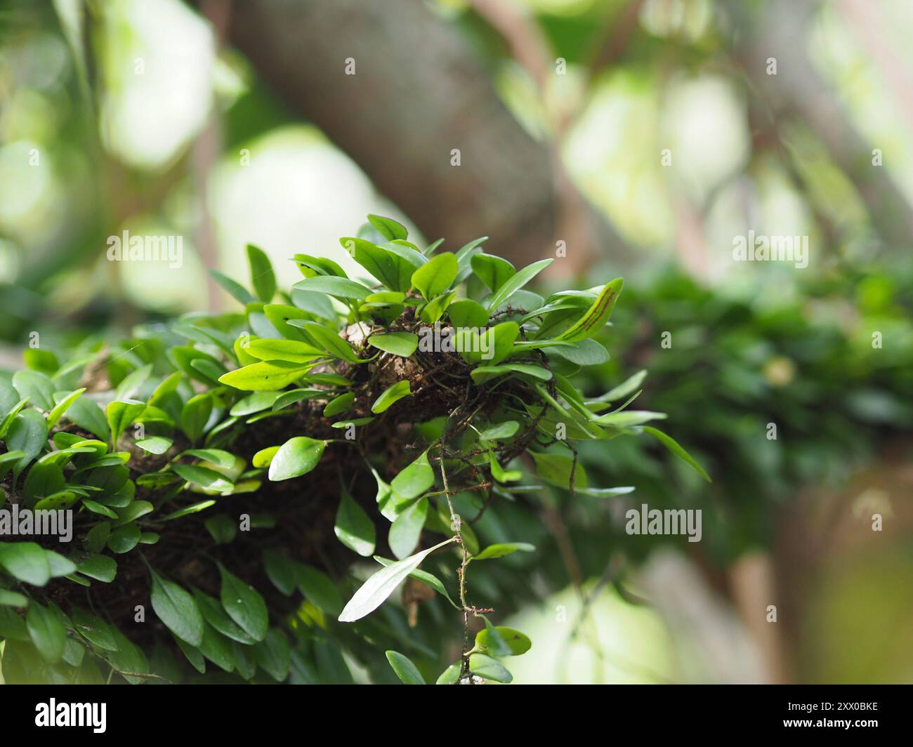 Green penny fern (Lemmaphyllum microphyllum) Plantae Stock Photo - Alamy