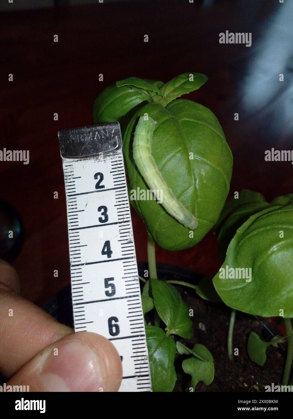 Plusiine Looper Moths (Plusiinae) Insecta Stock Photo - Alamy