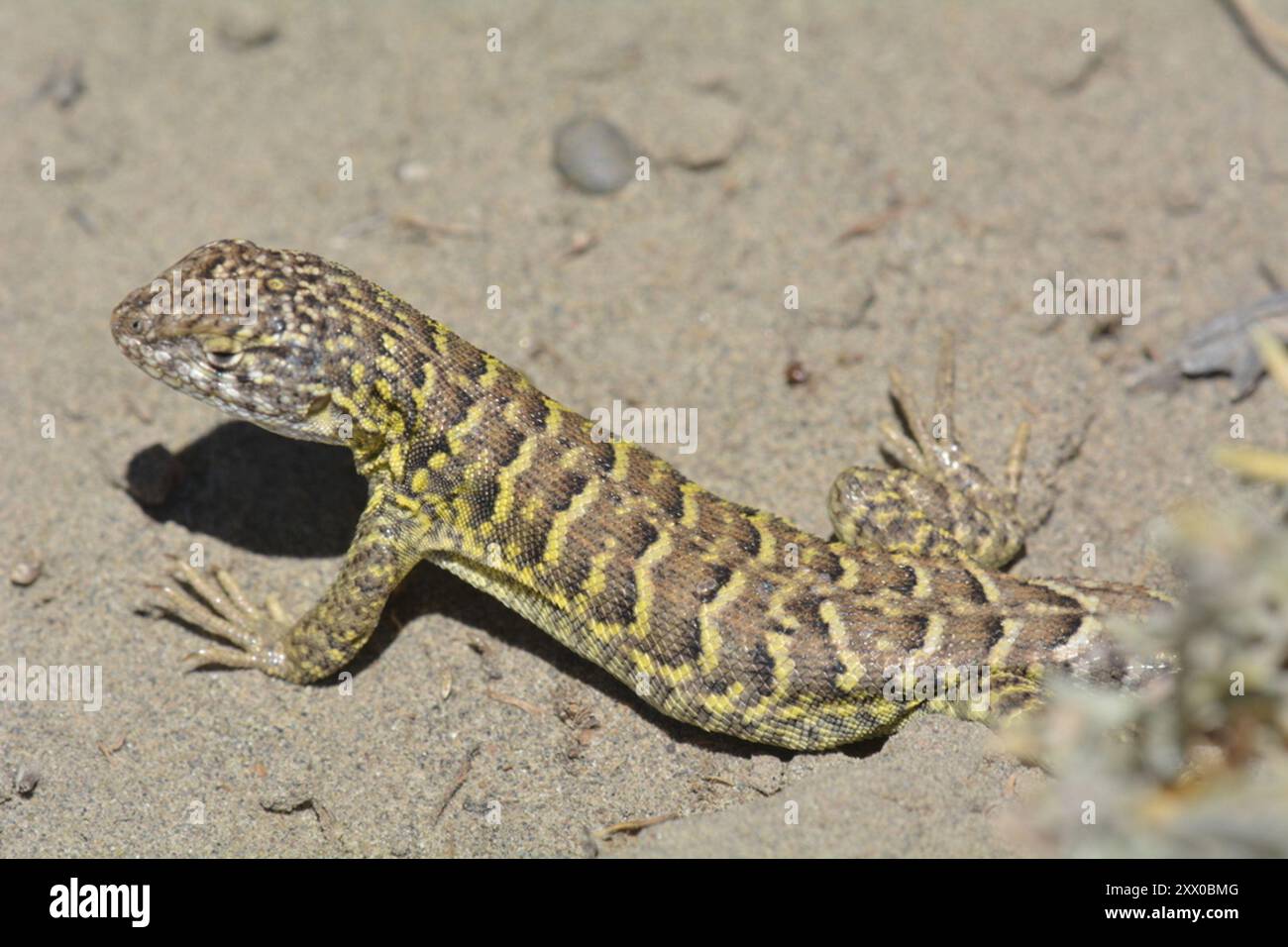 Black-faced Smooth-throated Lizard (Liolaemus melanops) Reptilia Stock ...