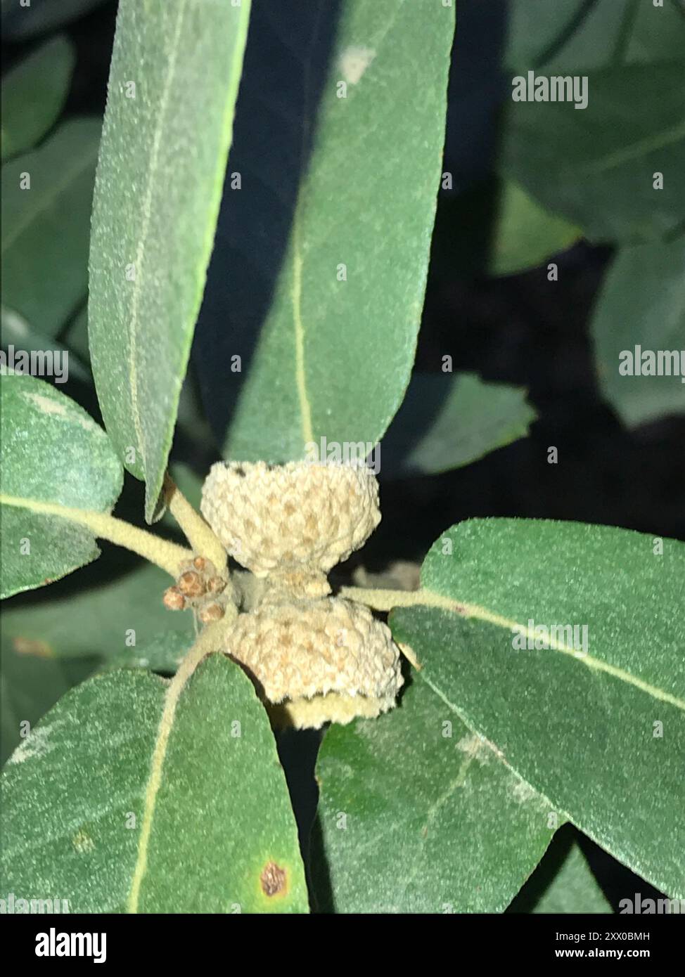 oaks (Quercus) Plantae Stock Photo - Alamy