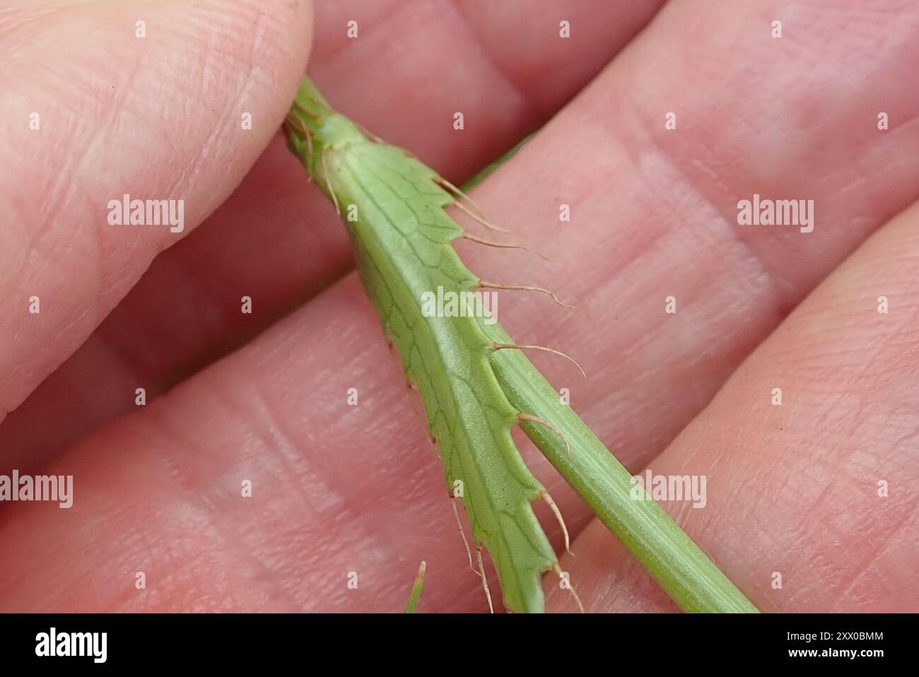 Fivefive Ministar (Alepidea peduncularis) Plantae Stock Photo - Alamy