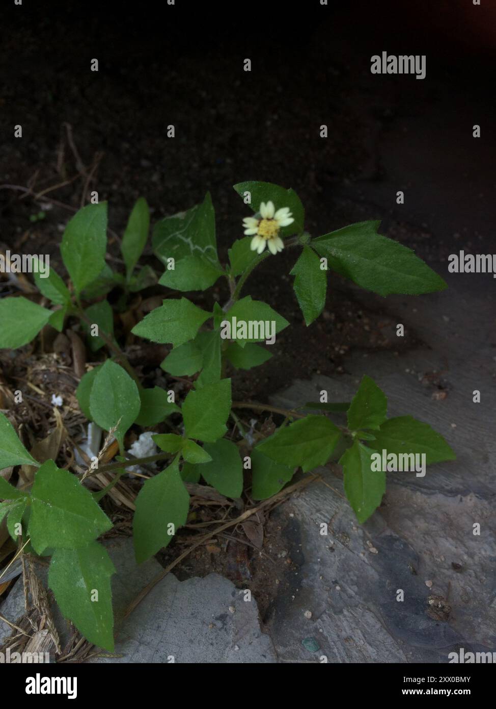 Tridax daisy (Tridax procumbens) Plantae Stock Photo - Alamy