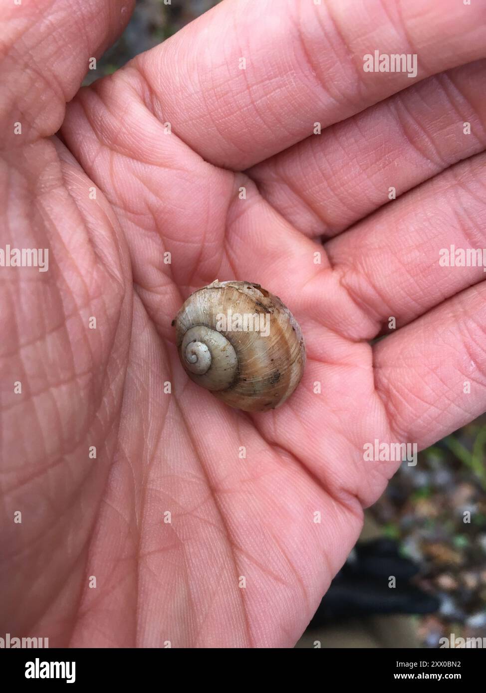 Common Land Snails and Slugs (Stylommatophora) Mollusca Stock Photo - Alamy