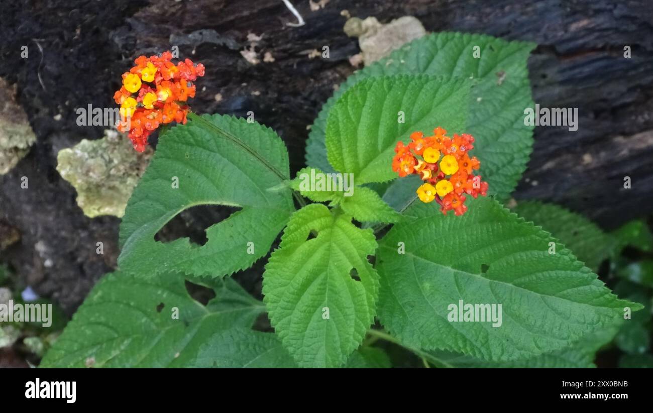lantanas (Lantana) Plantae Stock Photo - Alamy