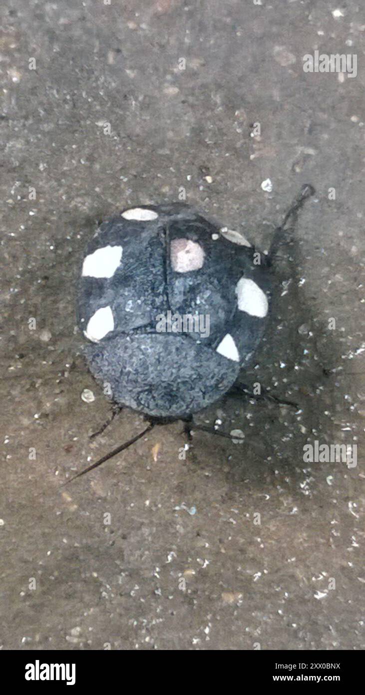 Indian Domino Cockroach (Therea petiveriana) Insecta Stock Photo - Alamy