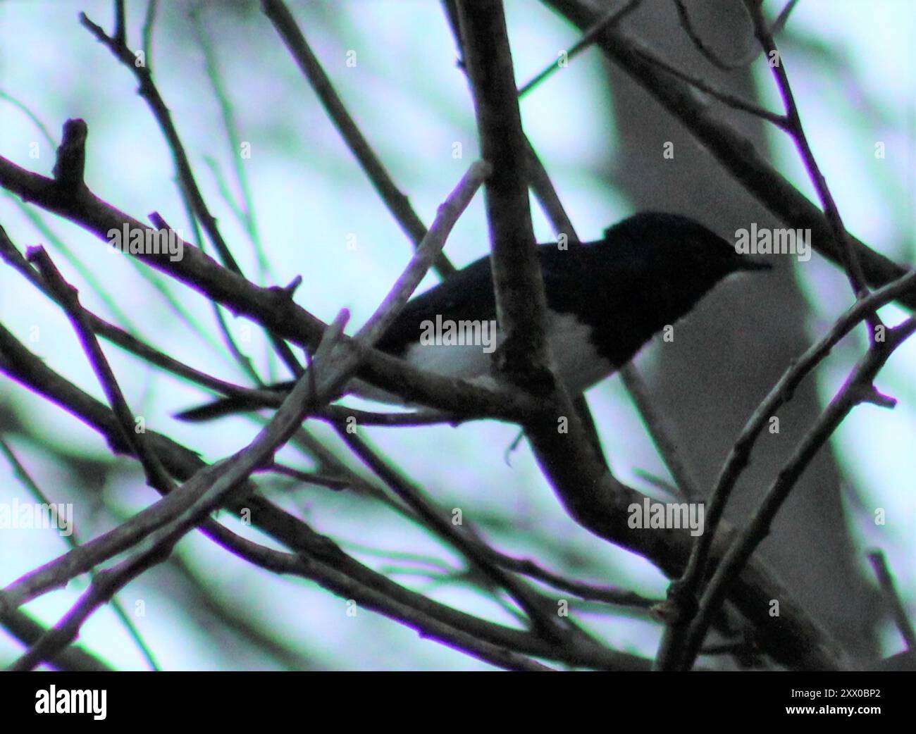 Satin Flycatcher (Myiagra cyanoleuca) Aves Stock Photo - Alamy