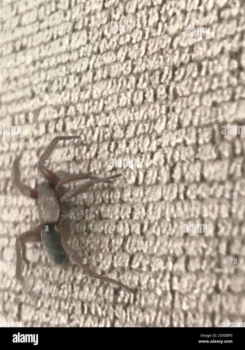 Typical Spiders (Araneomorphae) Arachnida Stock Photo - Alamy