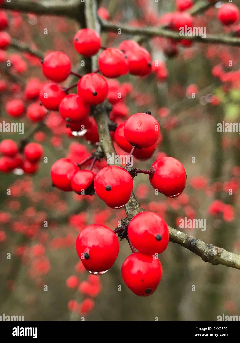 possumhaw (Ilex decidua) Plantae Stock Photo - Alamy