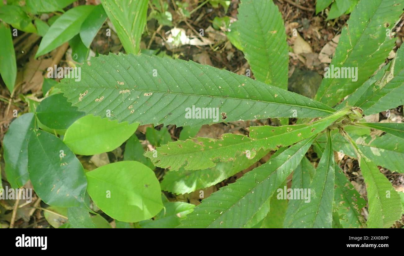 Guinea-flower family (Dilleniaceae) Plantae Stock Photo - Alamy