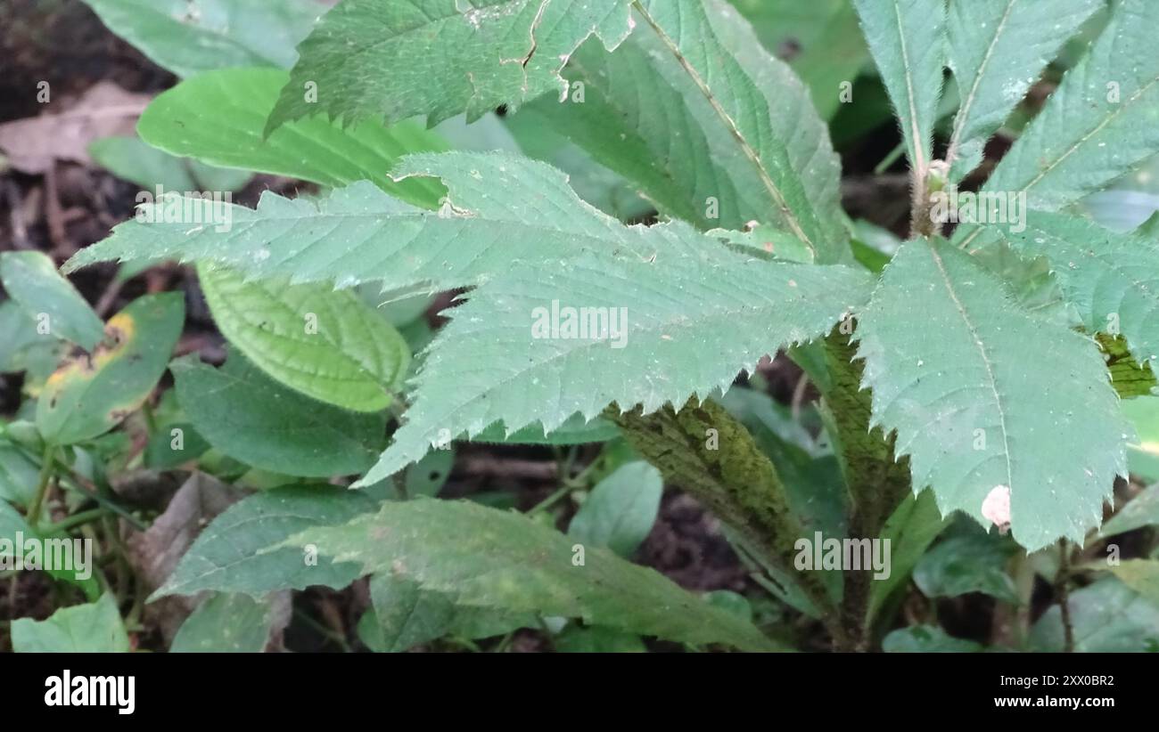 Guinea-flower family (Dilleniaceae) Plantae Stock Photo - Alamy