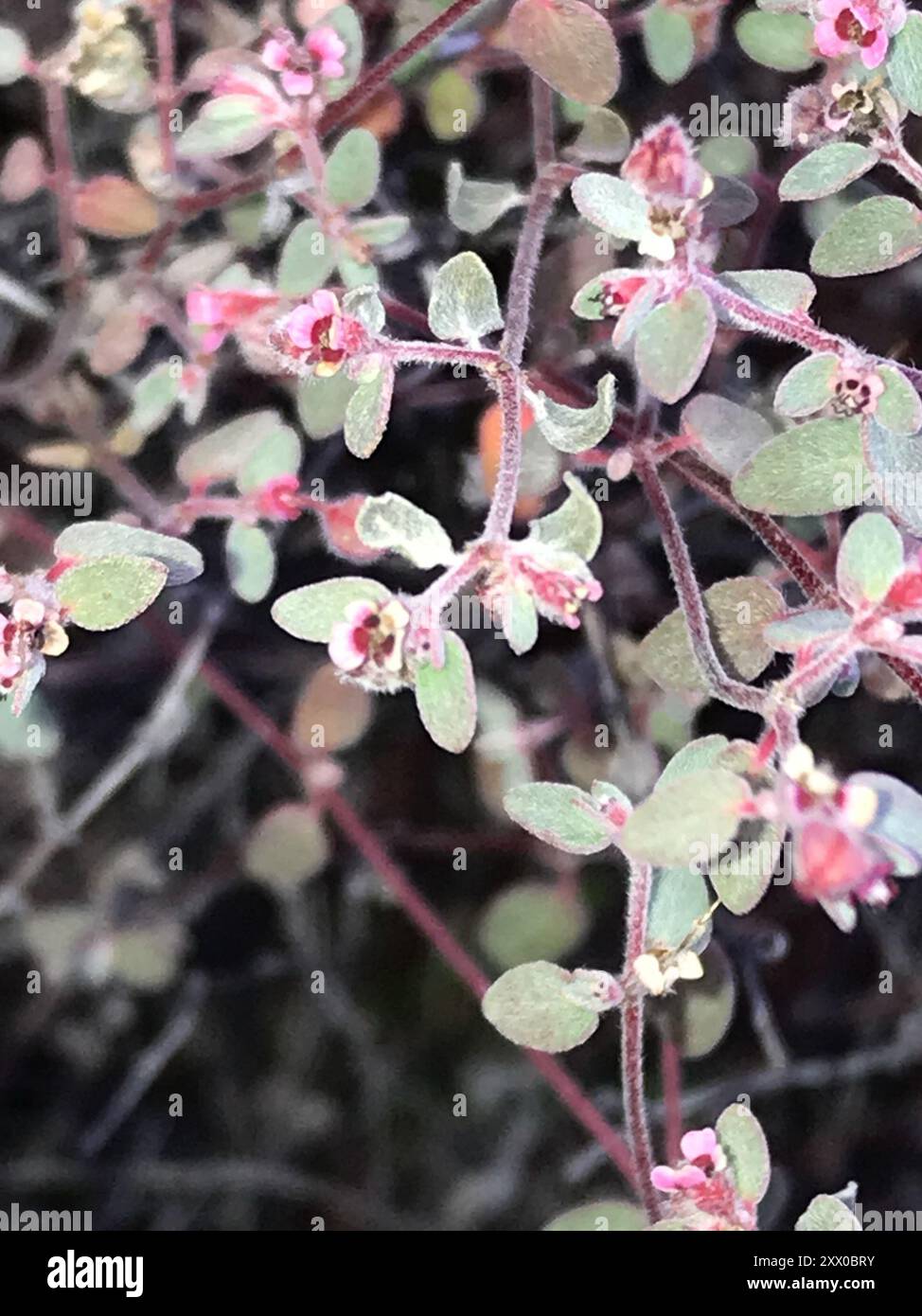 red-gland spurge (Euphorbia melanadenia) Plantae Stock Photo - Alamy