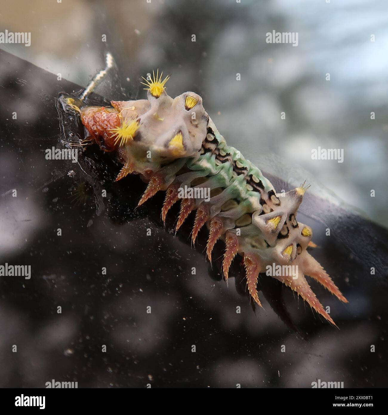 Painted Cup Moth (Doratifera oxleyi) Insecta Stock Photo - Alamy