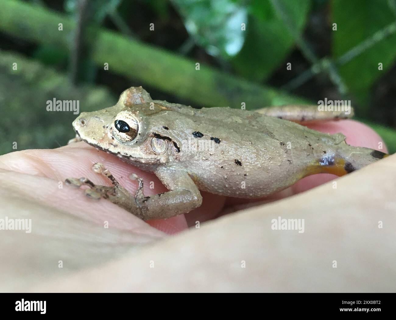 Caracas Snouted Tree Frog (Scinax rostratus) Amphibia Stock Photo - Alamy