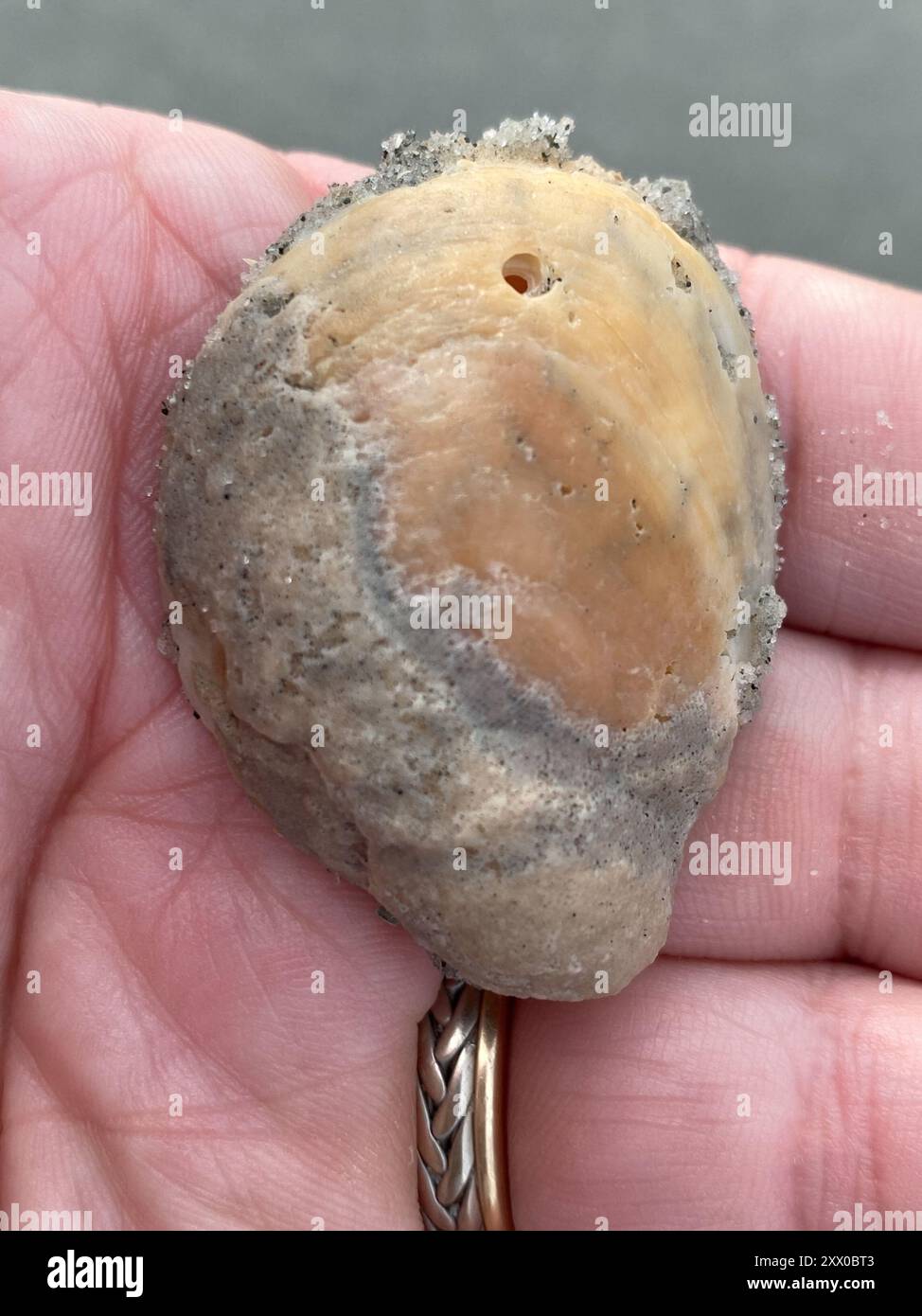 Common Atlantic Slippersnail (Crepidula fornicata) Mollusca Stock Photo ...