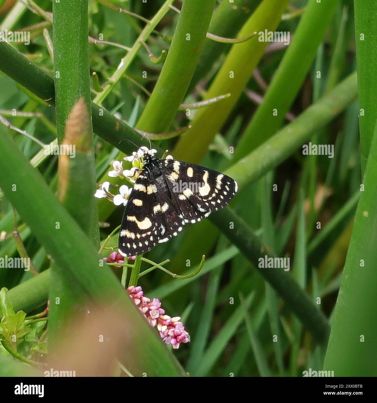 Willow-herb Day-moth (Phalaenoides tristifica) Insecta Stock Photo - Alamy