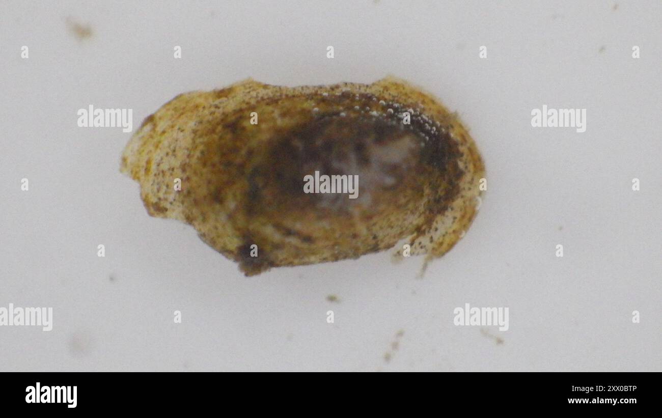 Ferrissia hi-res stock photography and images - Alamy