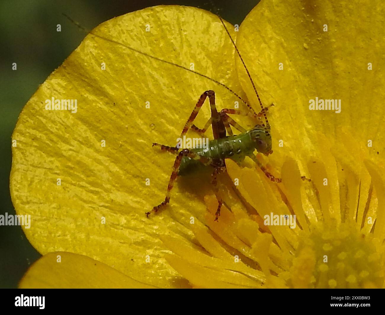 Australian Common Garden Katydid (Caedicia simplex) Insecta Stock Photo ...