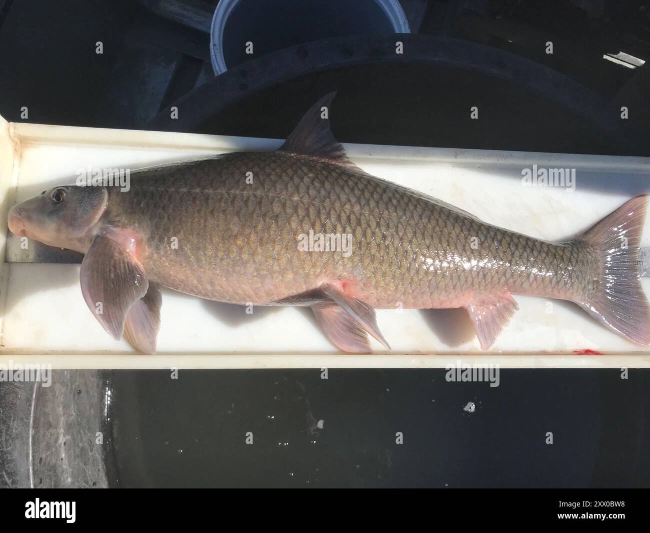 Blue Sucker (Cycleptus elongatus) Actinopterygii Stock Photo - Alamy