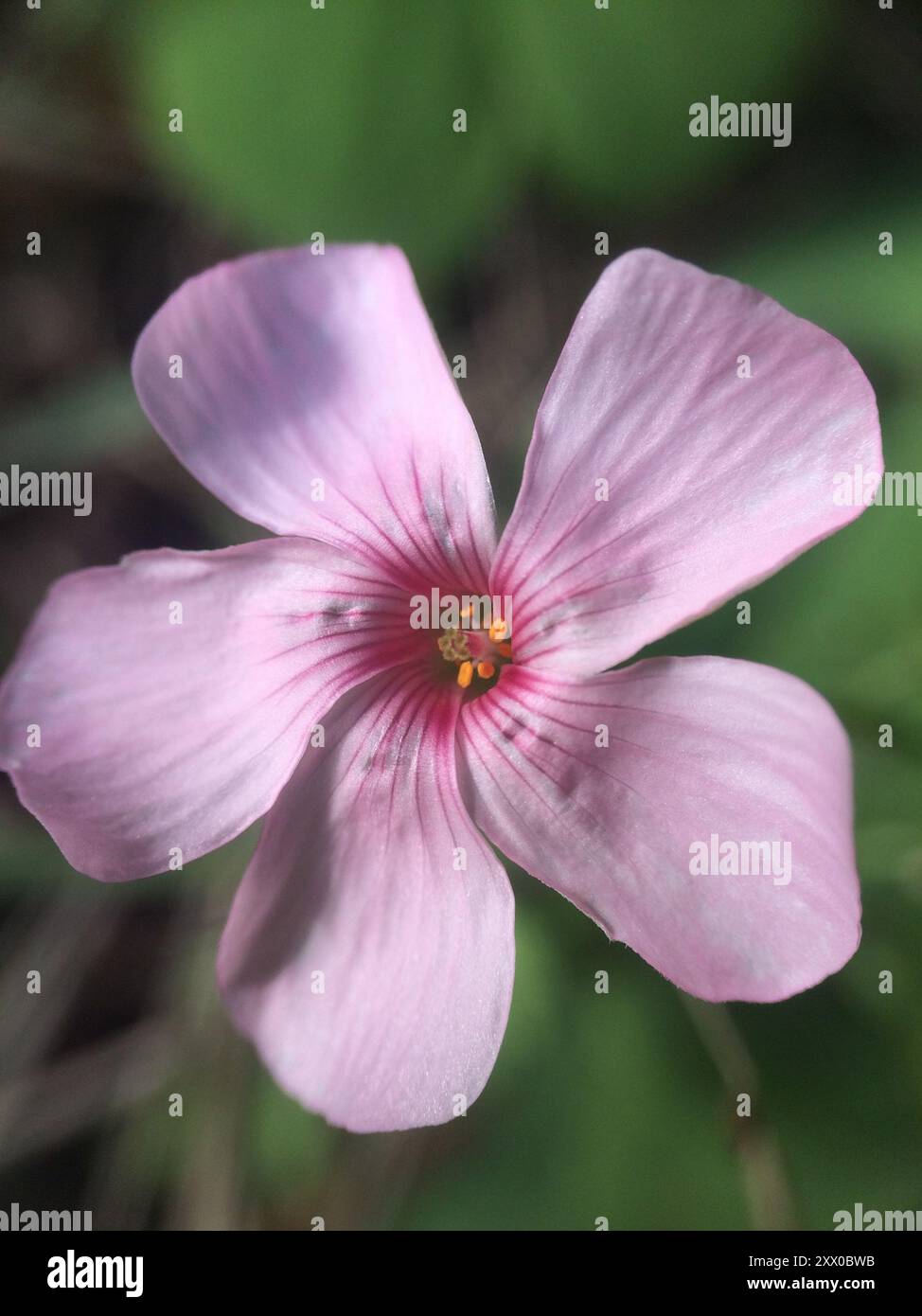 pink-sorrel (Oxalis articulata) Plantae Stock Photo - Alamy