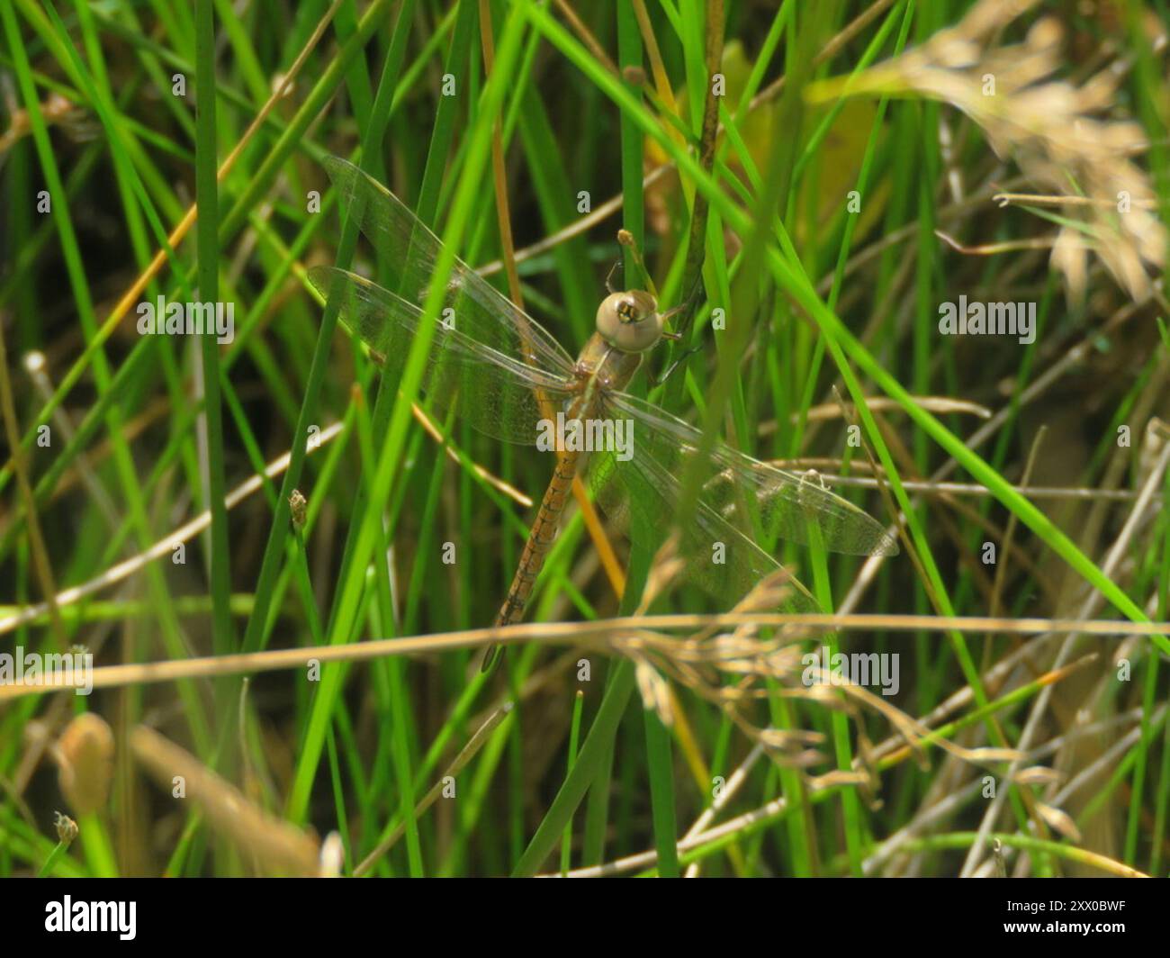 (Rhionaeschna bonariensis) Insecta Stock Photo - Alamy