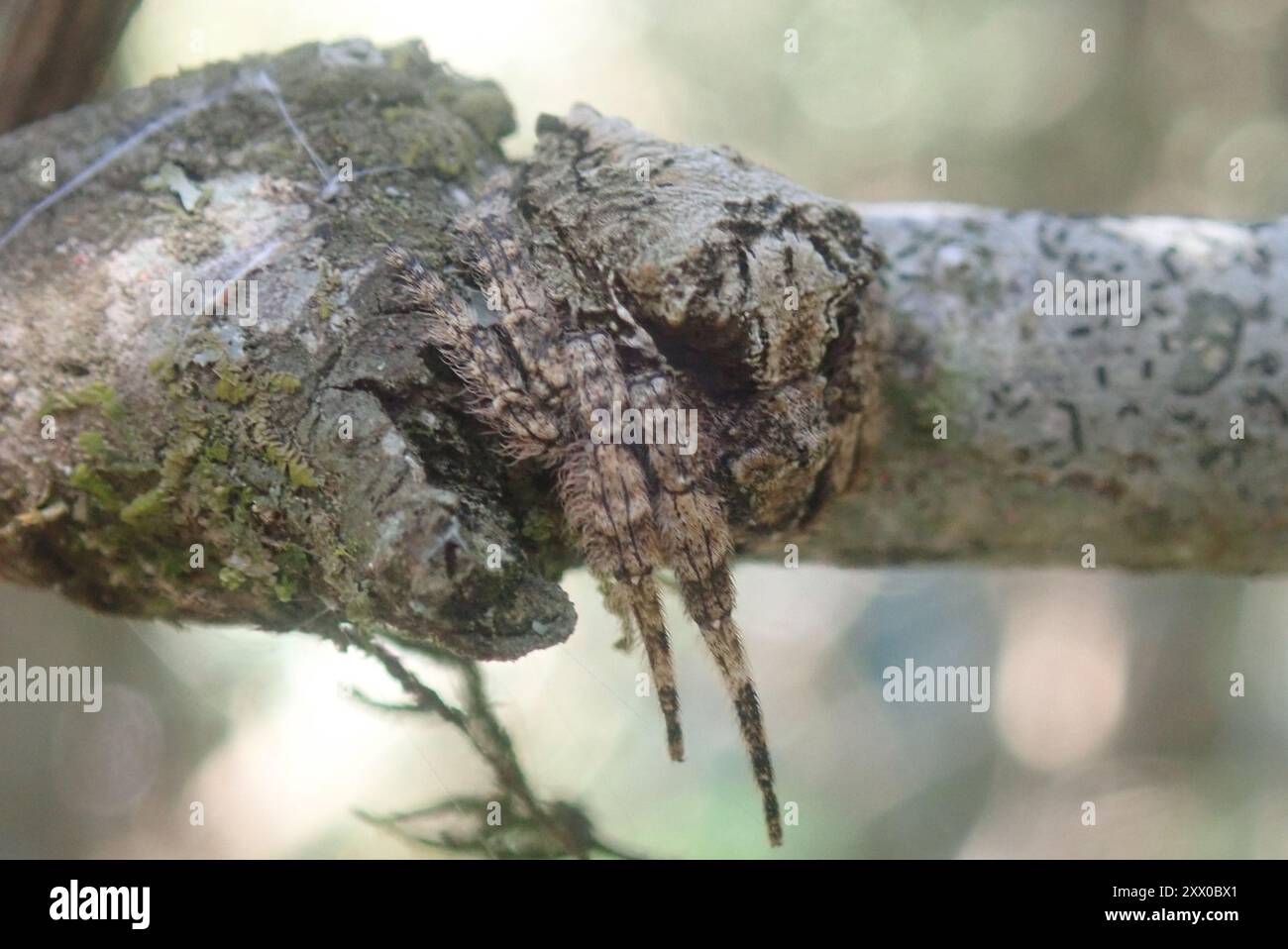 Bark Spiders (Caerostris) Arachnida Stock Photo - Alamy