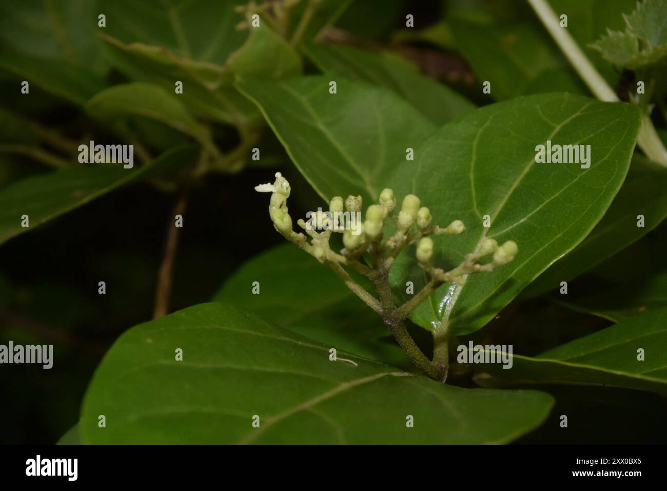 (Premna corymbosa) Plantae Stock Photo - Alamy