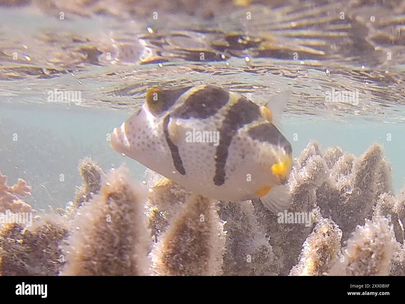 Blacksaddle Toby (Canthigaster valentini) Actinopterygii Stock Photo ...