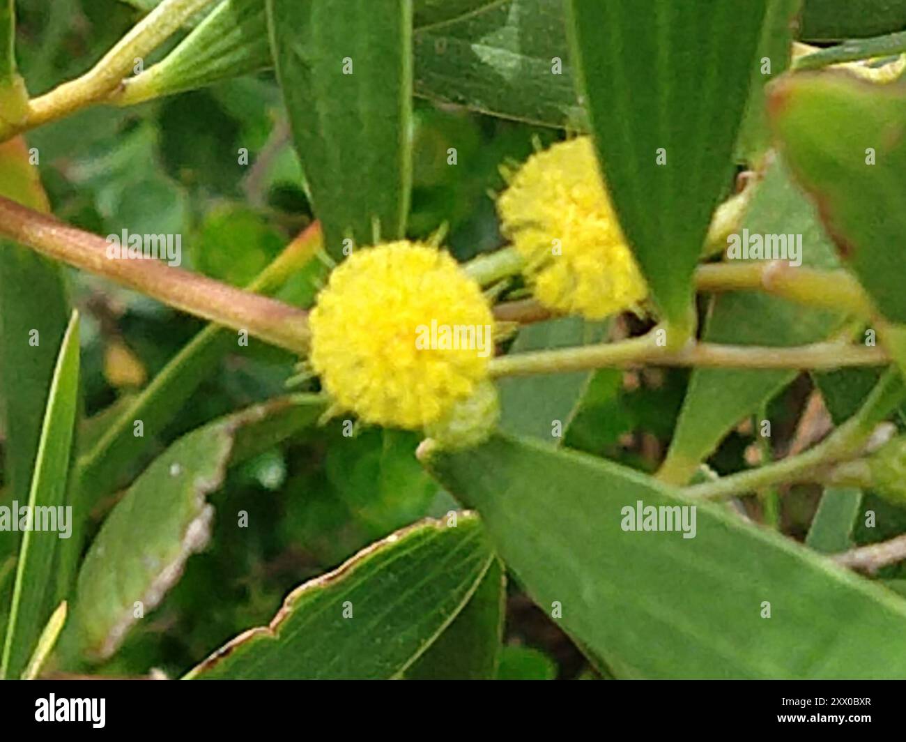 western coastal wattle (Acacia cyclops) Plantae Stock Photo - Alamy