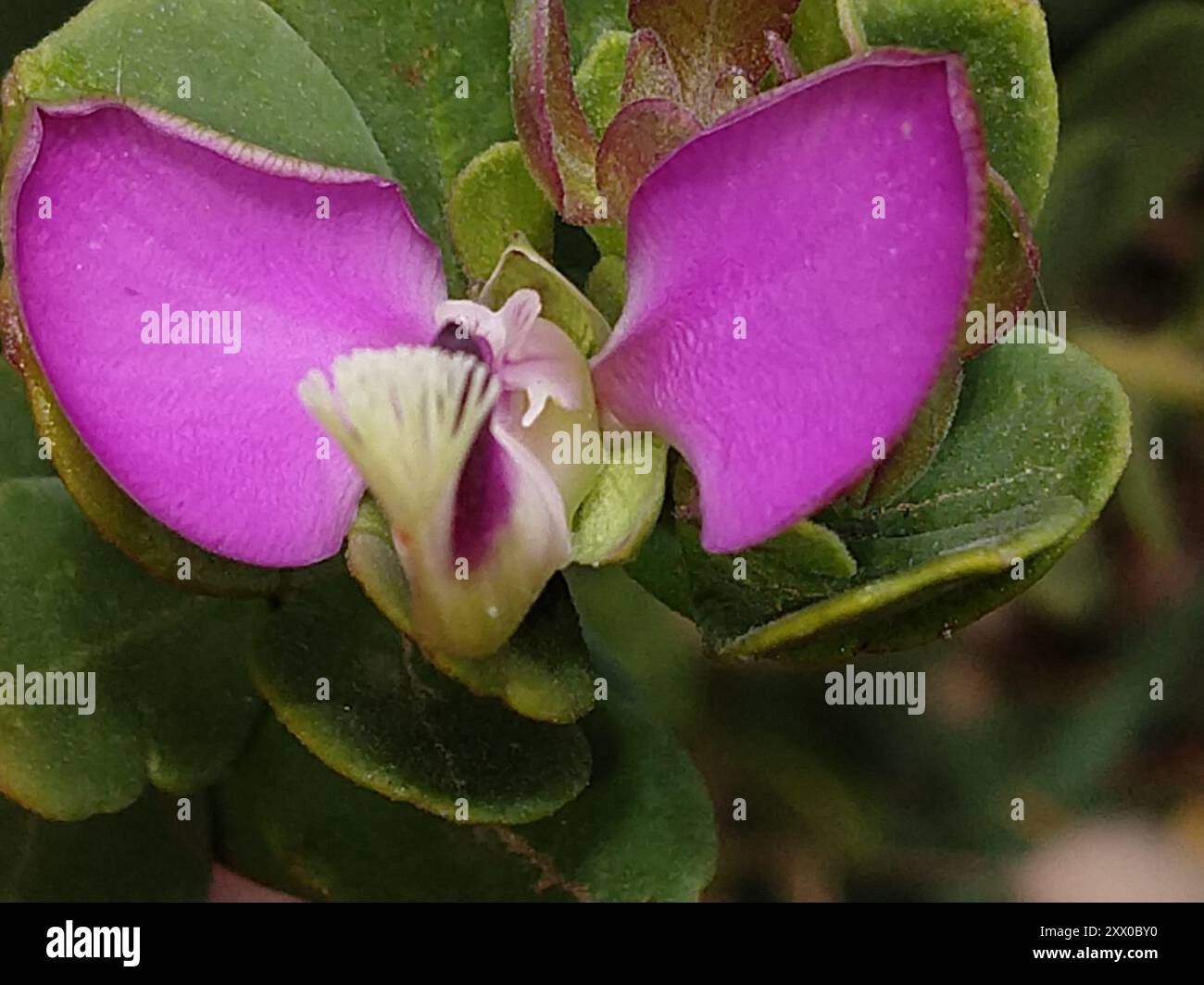 Septemberbush (Polygala myrtifolia myrtifolia) Plantae Stock Photo - Alamy