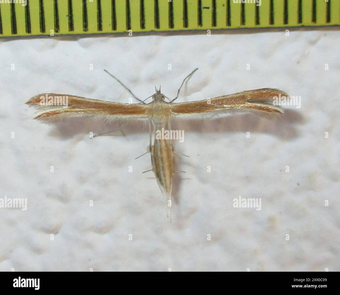 Plume Moths (Pterophoridae) Insecta Stock Photo - Alamy