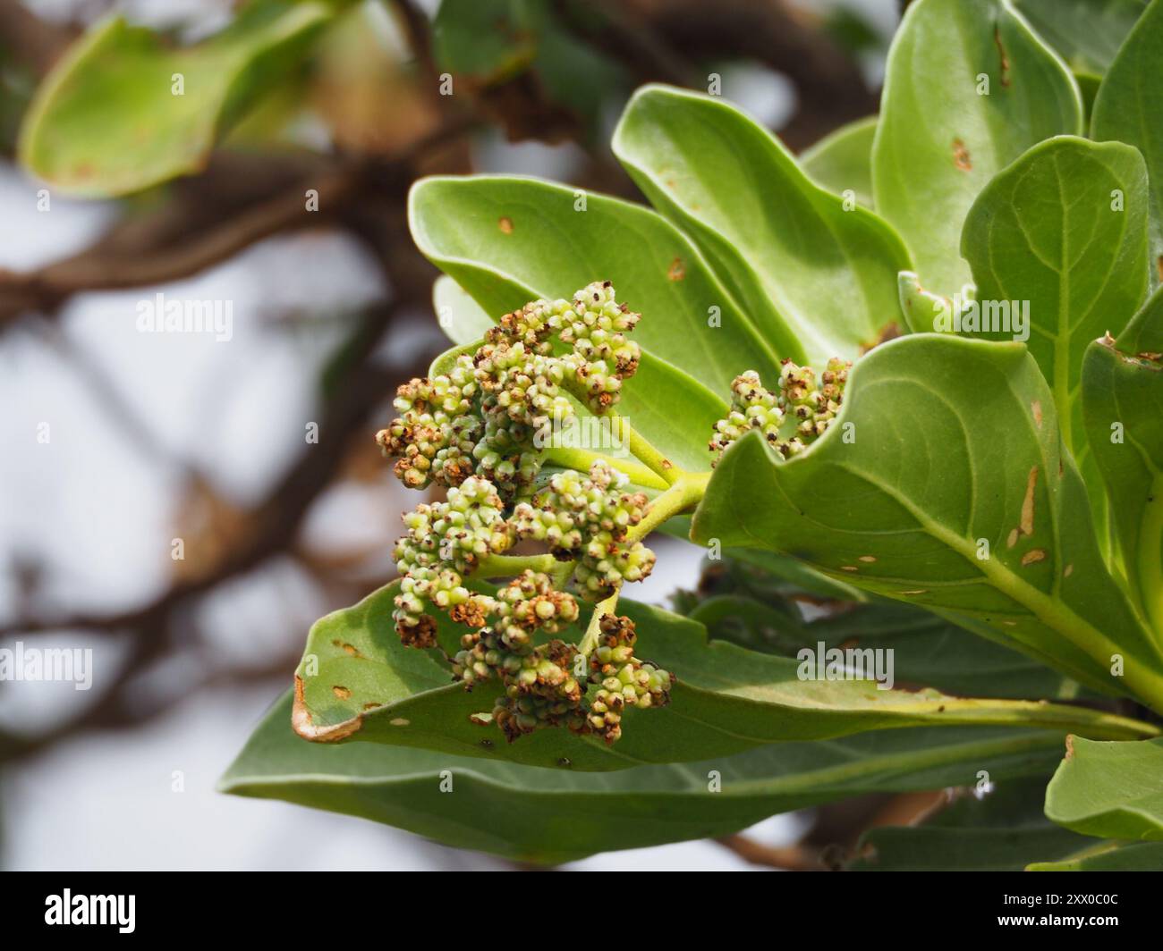 tree heliotrope (Heliotropium arboreum) Plantae Stock Photo - Alamy
