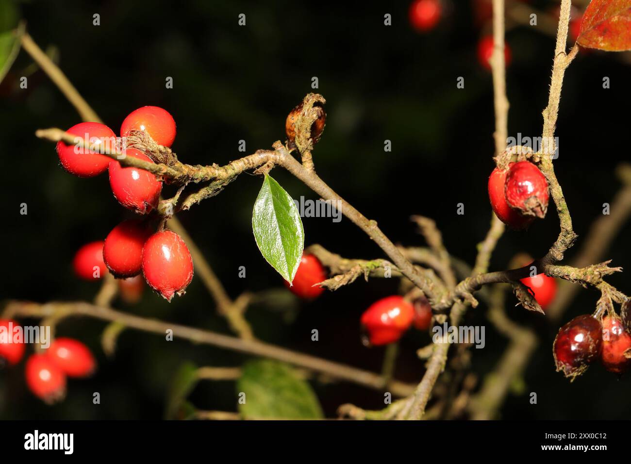 Himalayan cotoneaster (Cotoneaster simonsii) Plantae Stock Photo - Alamy