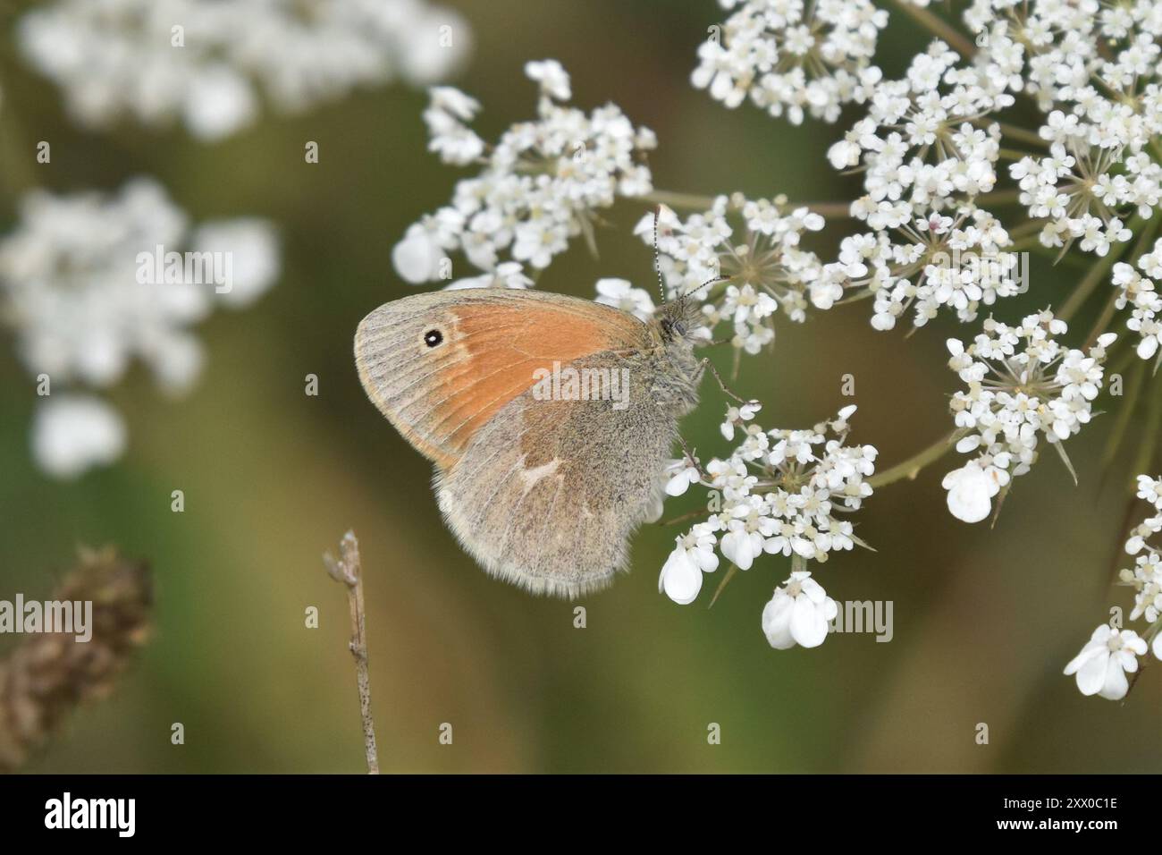 Common Ringlet (Coenonympha california) Insecta Stock Photo - Alamy