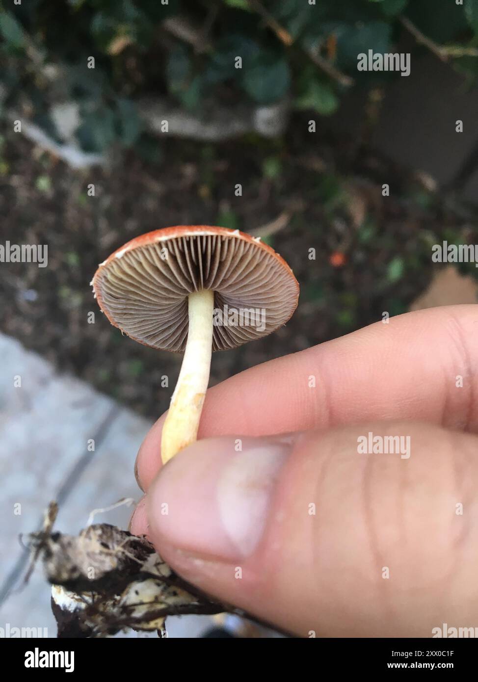 Chip Cherries (Leratiomyces ceres) Fungi Stock Photo - Alamy