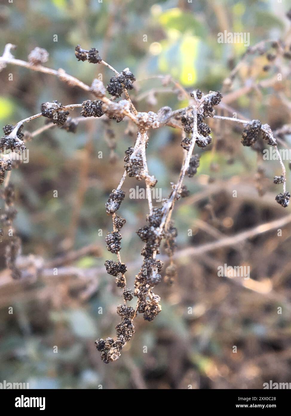 Saltbushes (Atriplex) Plantae Stock Photo - Alamy