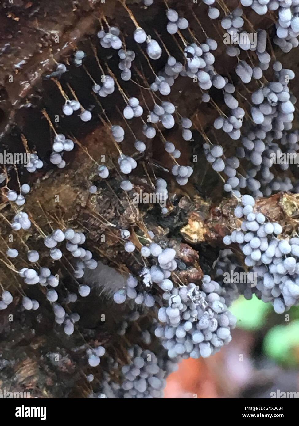 (Badhamia utricularis) Protozoa Stock Photo - Alamy