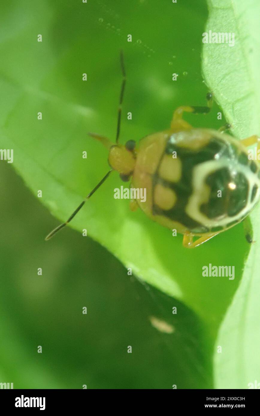 Predatory Stink Bugs (Asopinae) Insecta Stock Photo - Alamy