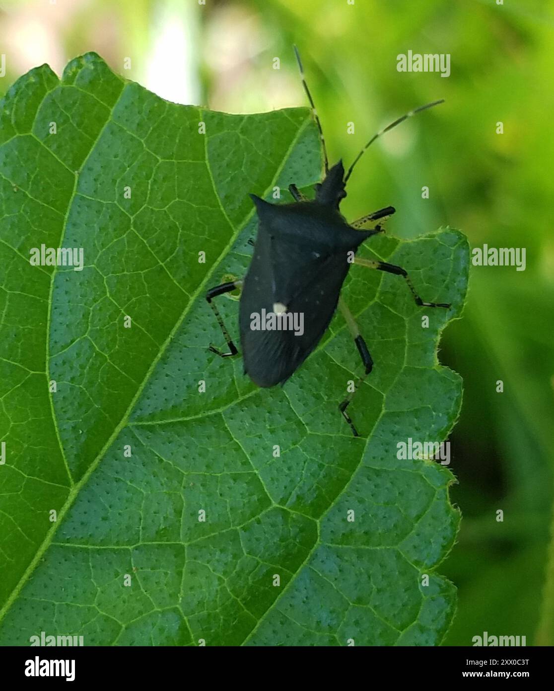 Black Stink Bug (Proxys punctulatus) Insecta Stock Photo - Alamy