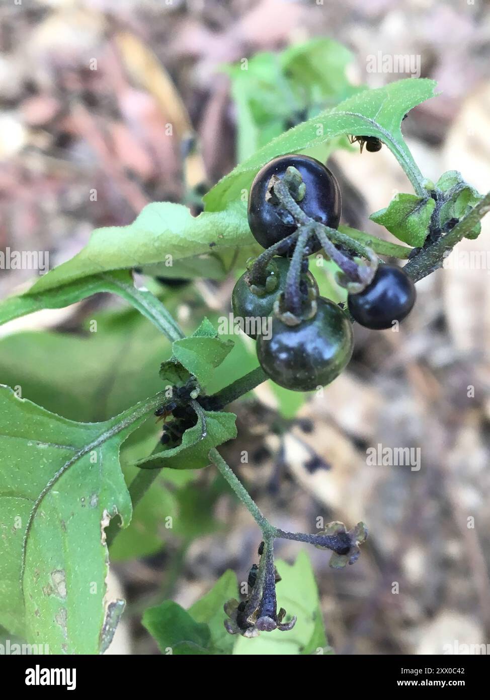 American black nightshade (Solanum americanum) Plantae Stock Photo - Alamy