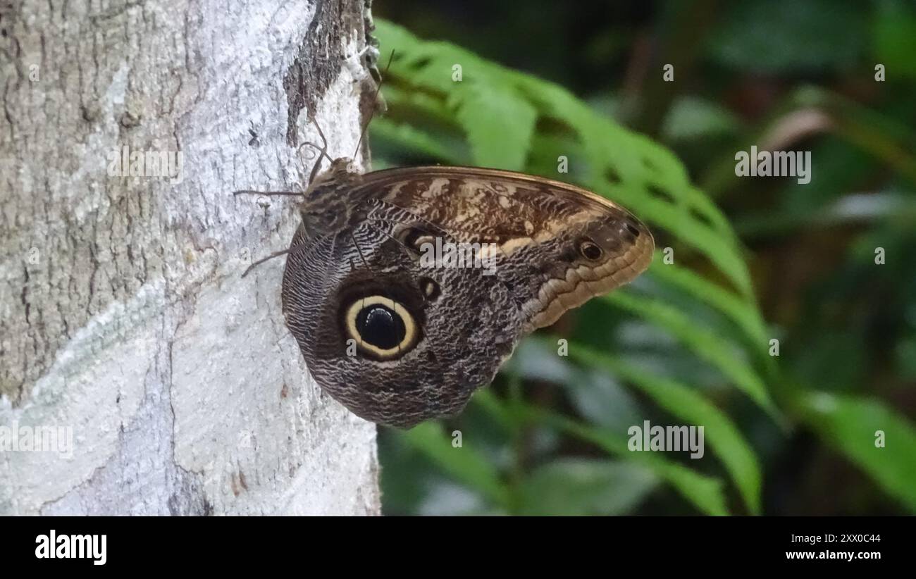 Pale Owl-Butterfly (Caligo telamonius) Insecta Stock Photo - Alamy
