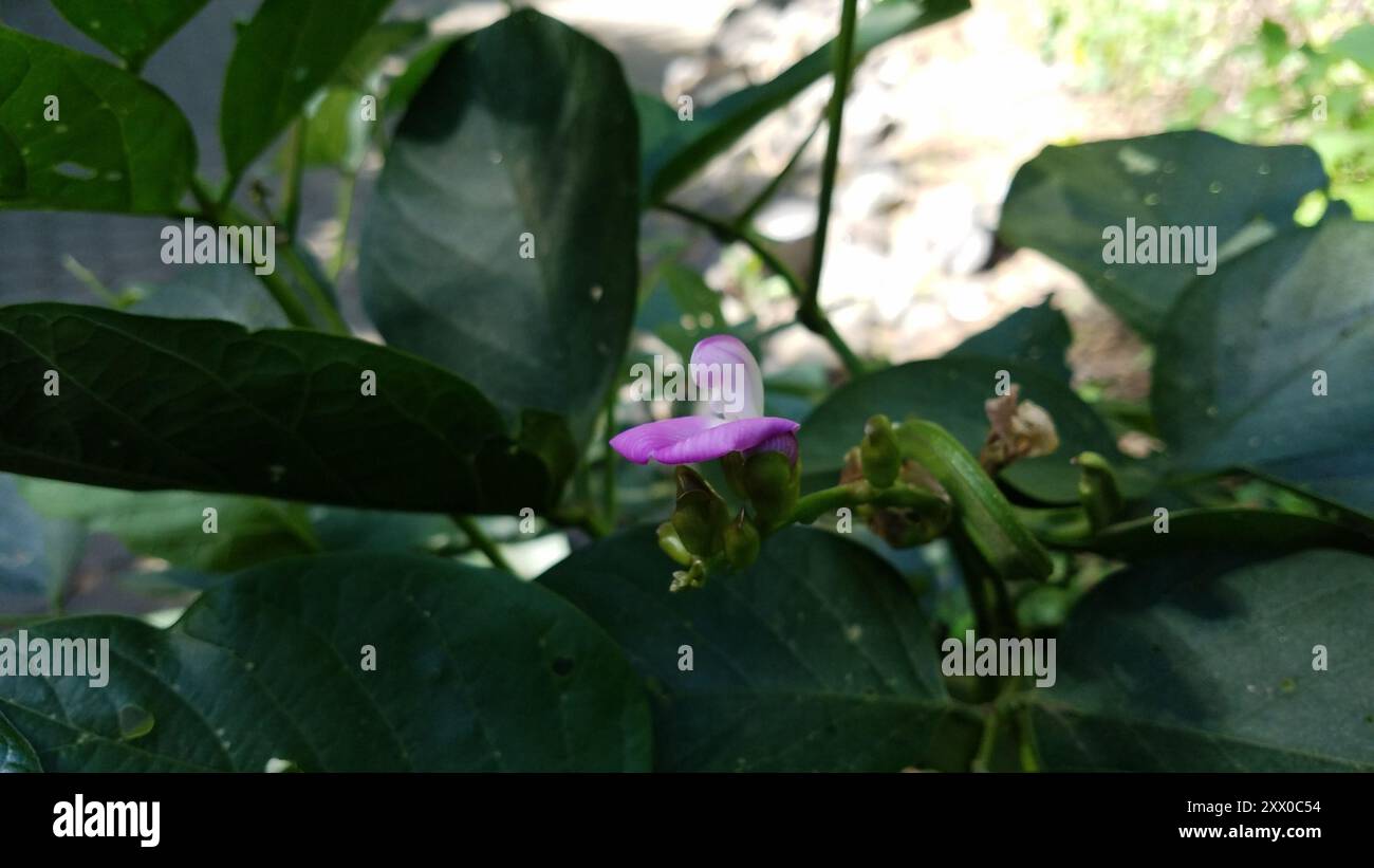 Beach Bean (Canavalia rosea) Plantae Stock Photo - Alamy