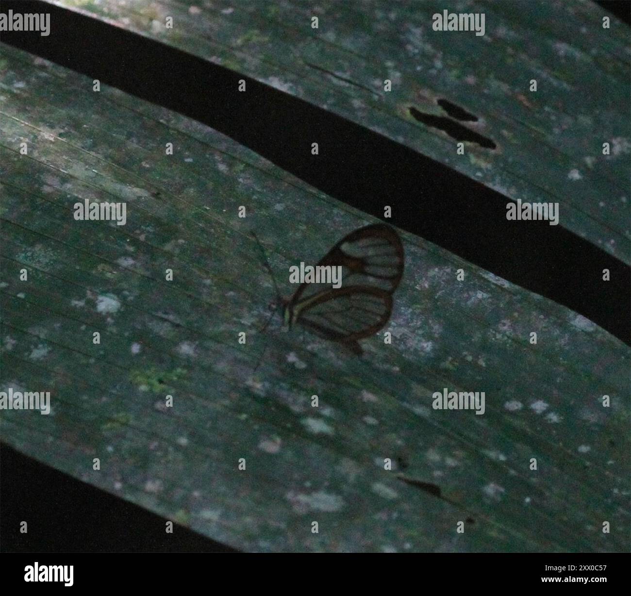 Clearwings and Tigerwings (Ithomiini) Insecta Stock Photo - Alamy