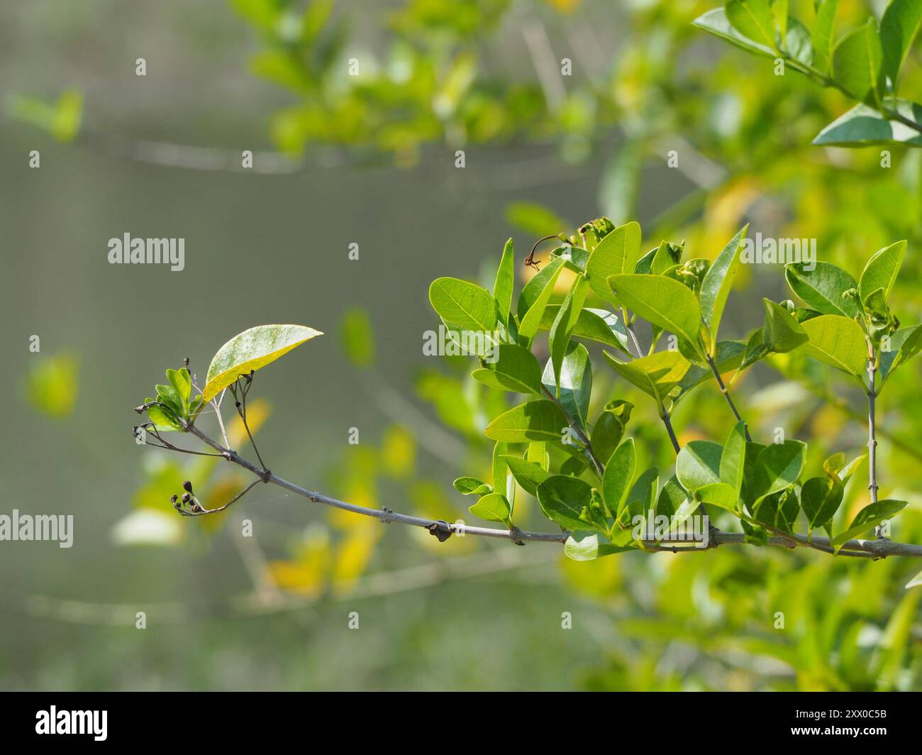 scrambling clerodendrum (Volkameria inermis) Plantae Stock Photo - Alamy