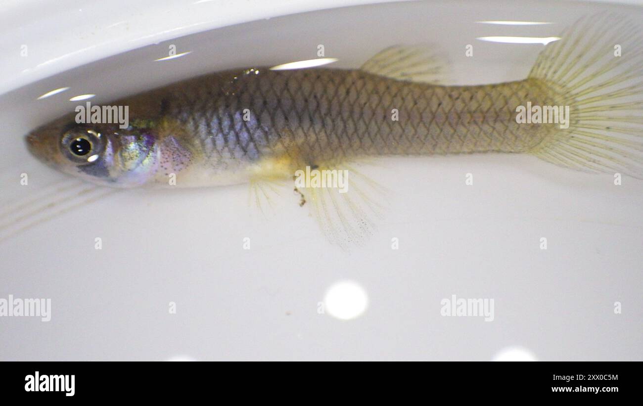 Western Mosquitofish (Gambusia affinis) Actinopterygii Stock Photo - Alamy