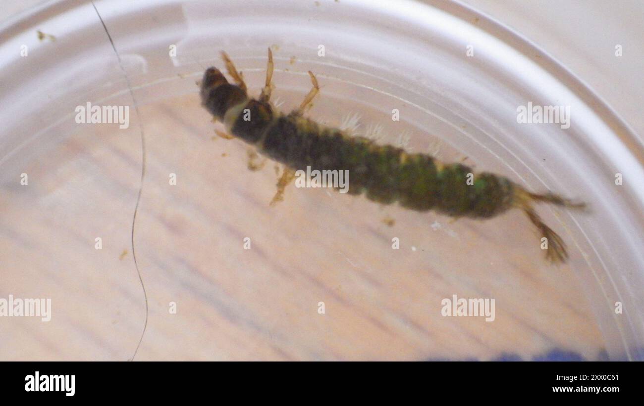 Little Sister Sedges (Cheumatopsyche) Insecta Stock Photo - Alamy