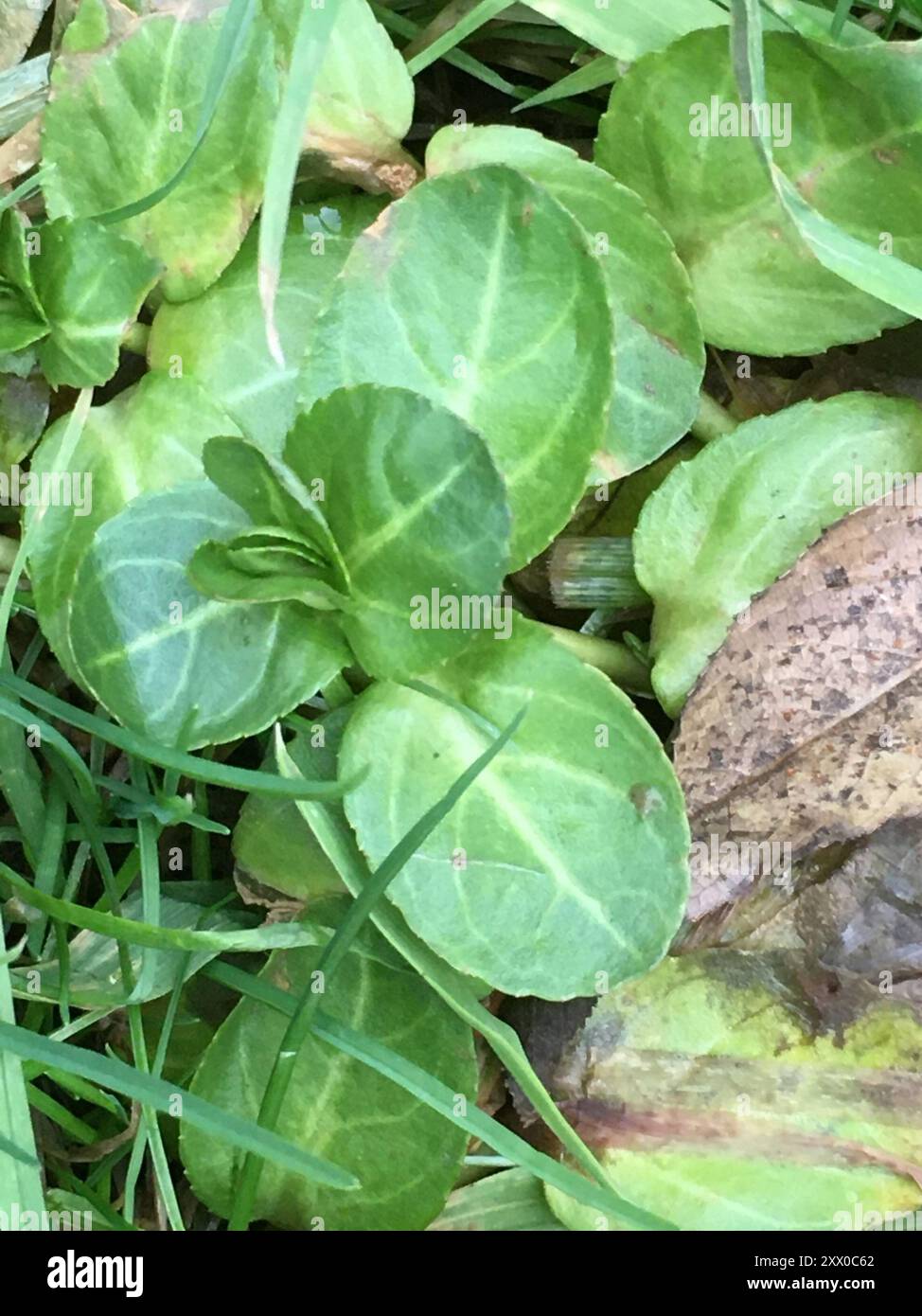Brooklime (Veronica beccabunga) Plantae Stock Photo - Alamy