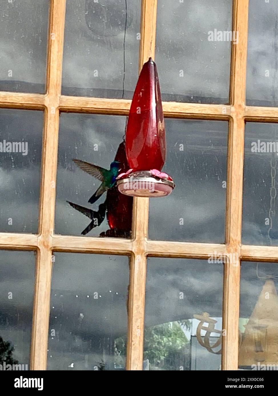 Sparkling Violetear (Colibri coruscans) Aves Stock Photo - Alamy