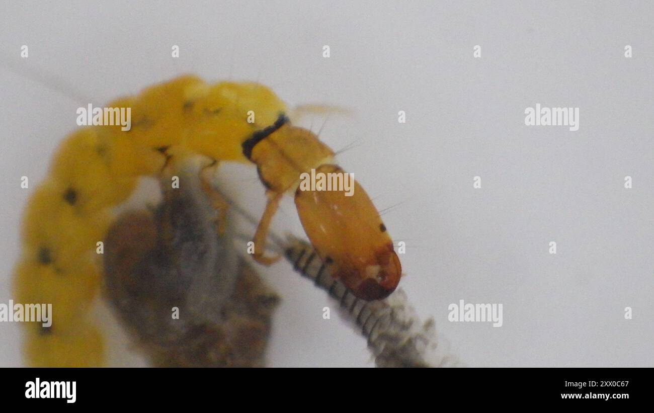 Little Black Caddisflies (Chimarra) Insecta Stock Photo - Alamy