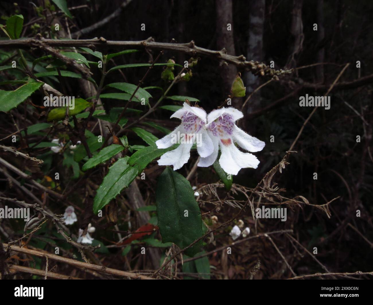 Christmas Bush (Prostanthera lasianthos) Plantae Stock Photo - Alamy